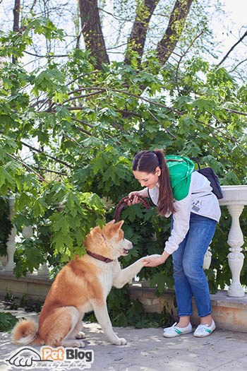 How Do I Let My Dog Do Me Some Fun Dog Tricks? - The4Legged.com