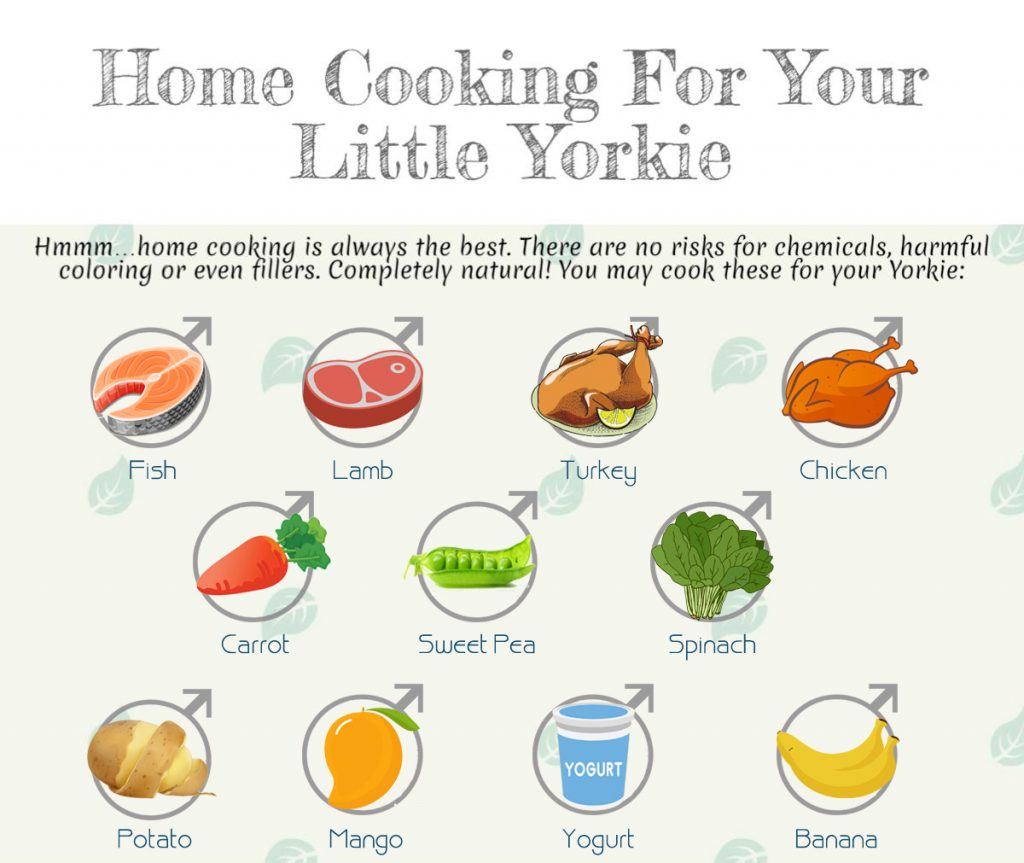 Best Dog Food For Yorkies: Really Right For Your Fur Baby!