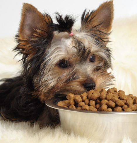 The Top 5 Best Food For Yorkie Puppy You All Need! - The4Legged.com