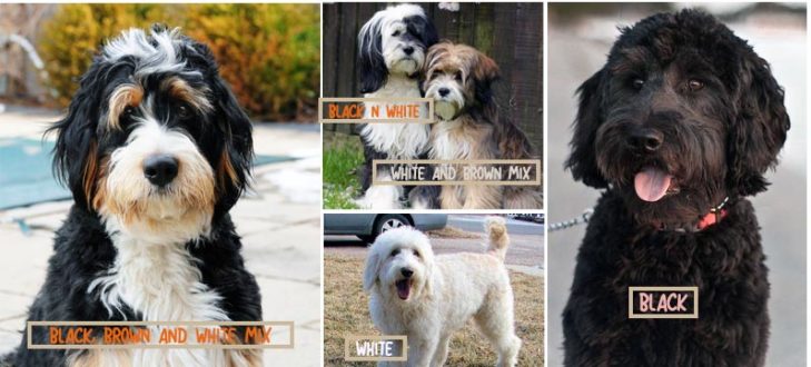 All About the Bernedoodle: What they are like and How to Care for them!