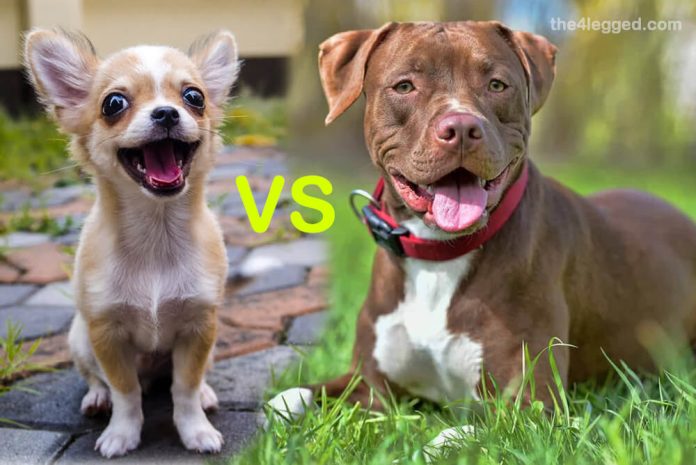 Is Pitbull Chihuahua Mix a Perfect Choice? Everything You Need to Know