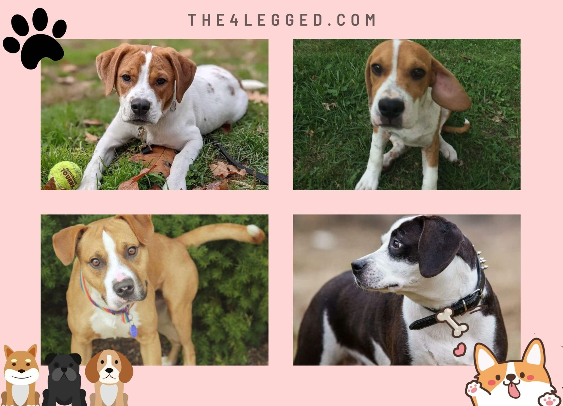 Pitbull Beagle Mix: Everything You Need to Know About the Beaglebull