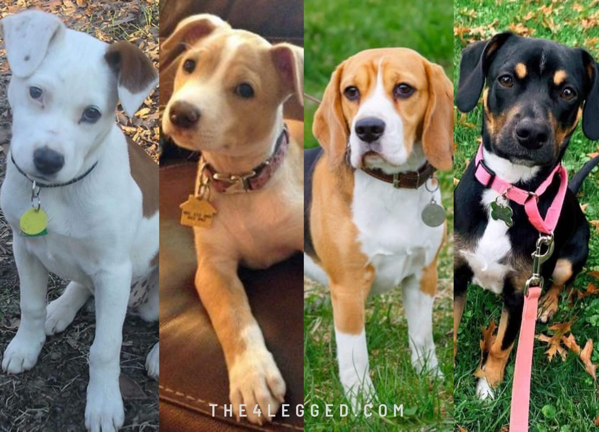 Pitbull Beagle Mix: Everything You Need to Know About the Beaglebull