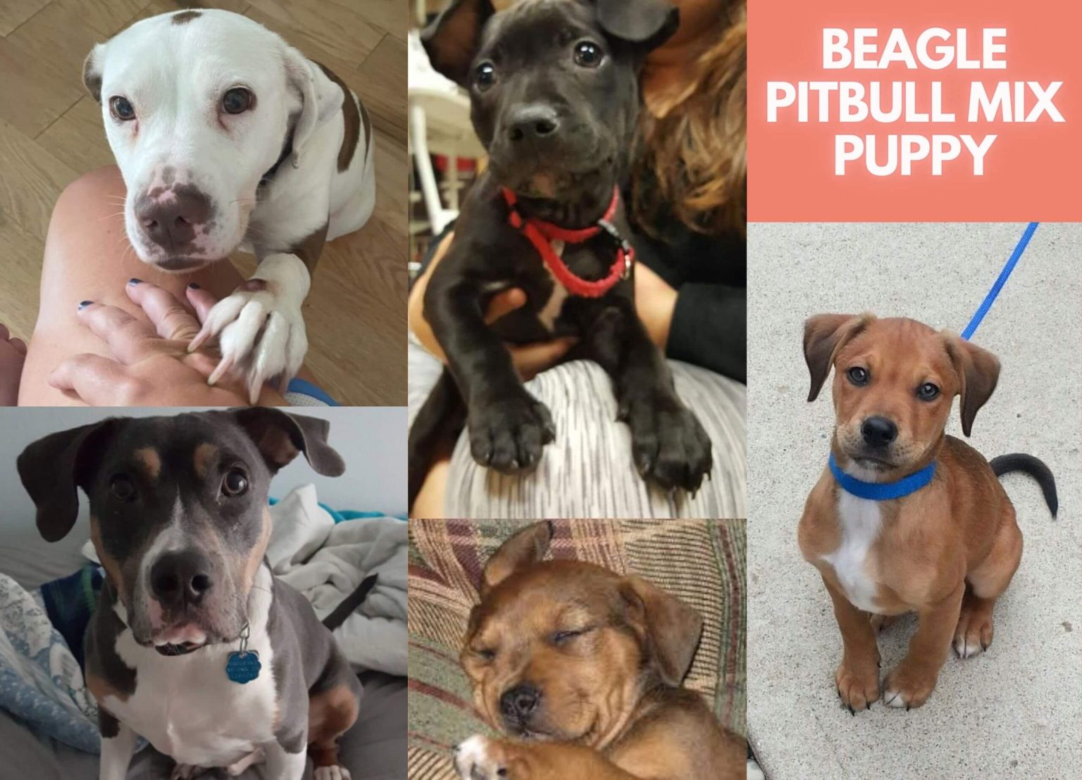 Pitbull Beagle Mix: Everything You Need to Know About the Beaglebull