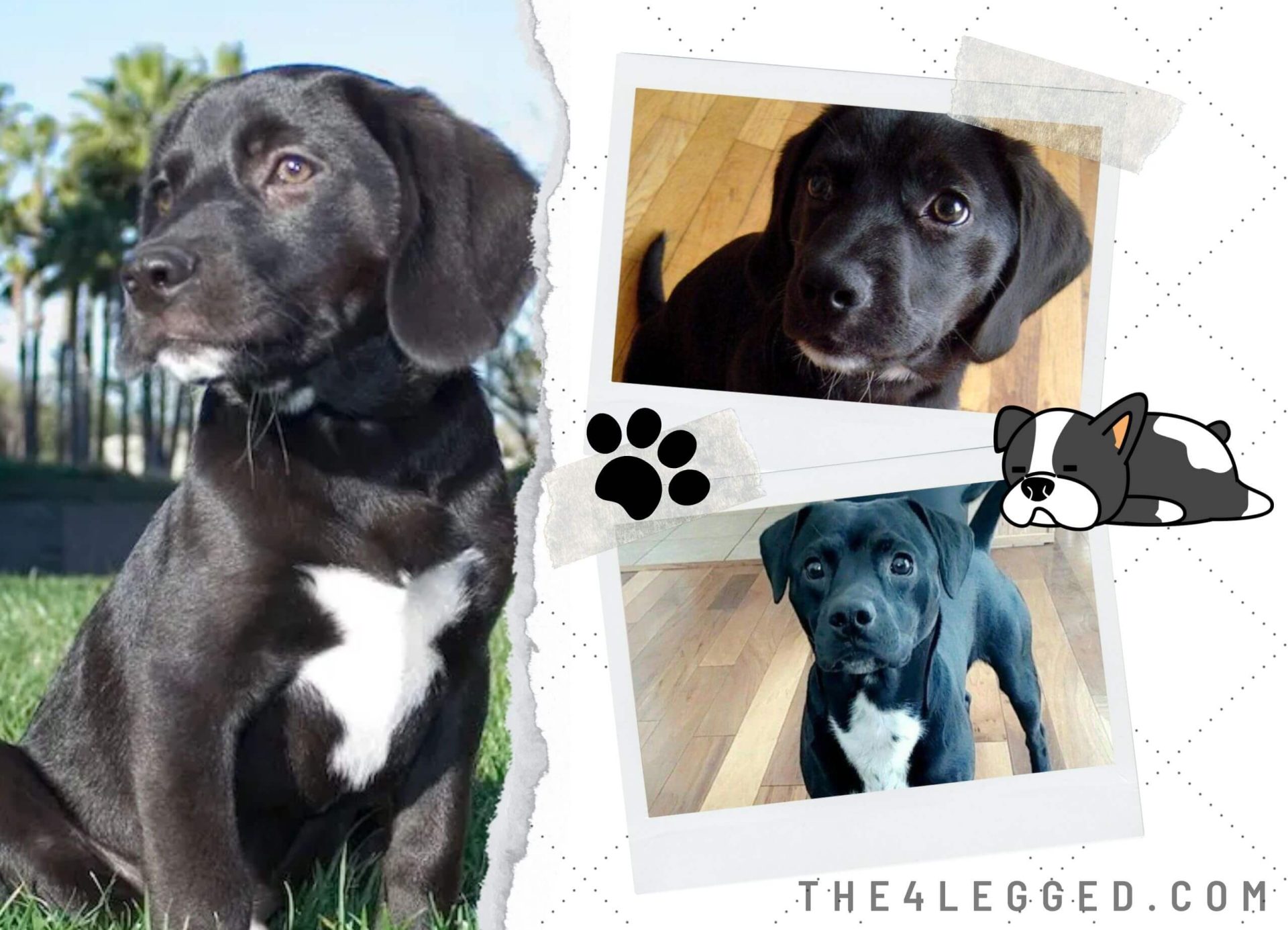 Pitbull Beagle Mix: Everything You Need to Know About the Beaglebull