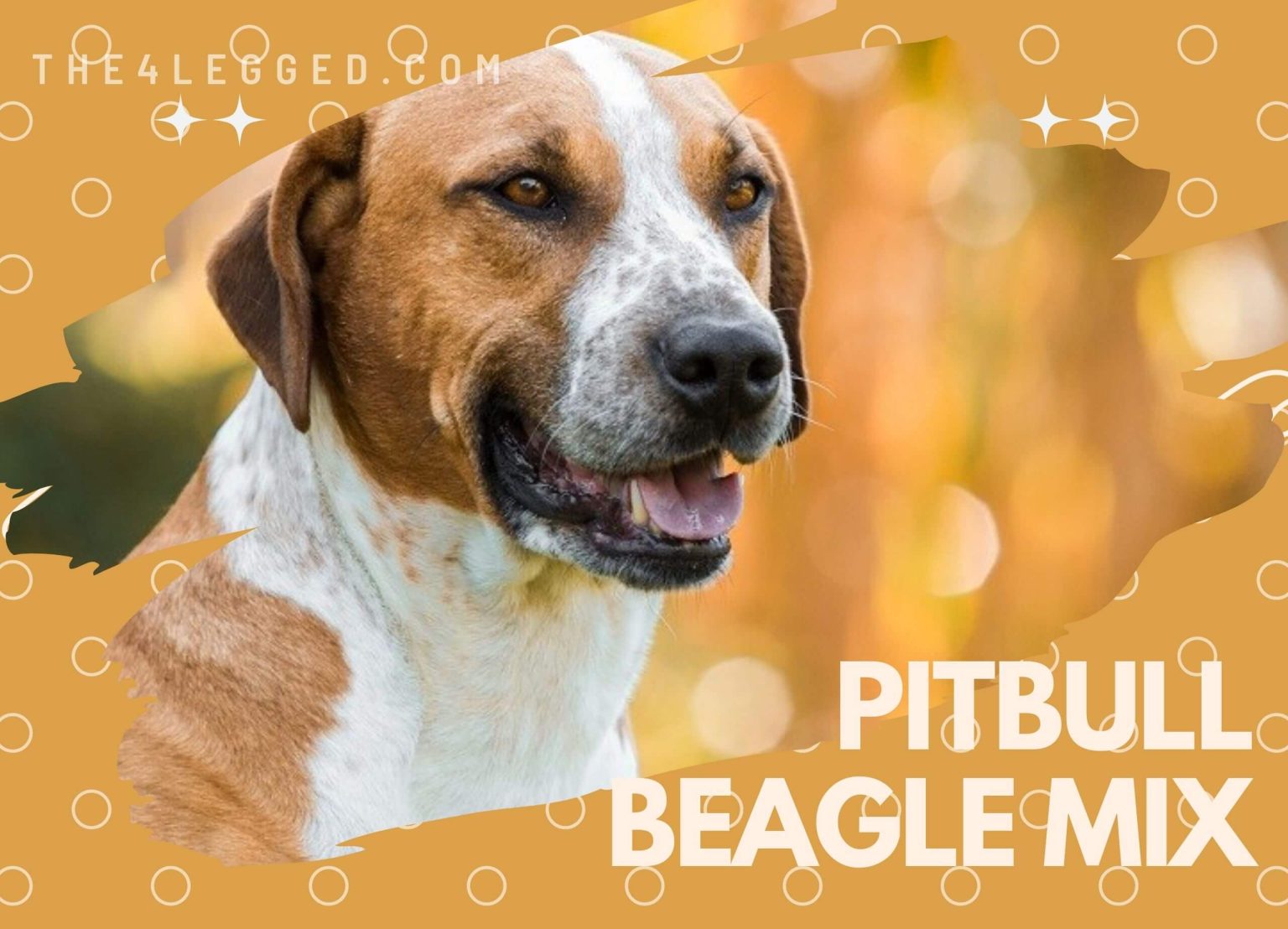 Pitbull Beagle Mix: Everything You Need to Know About the Beaglebull