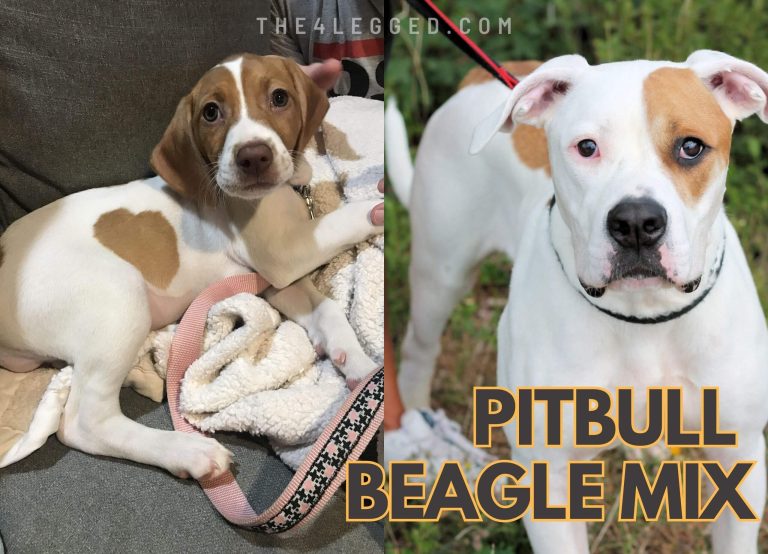 Pitbull Beagle Mix: Everything You Need to Know About the Beaglebull