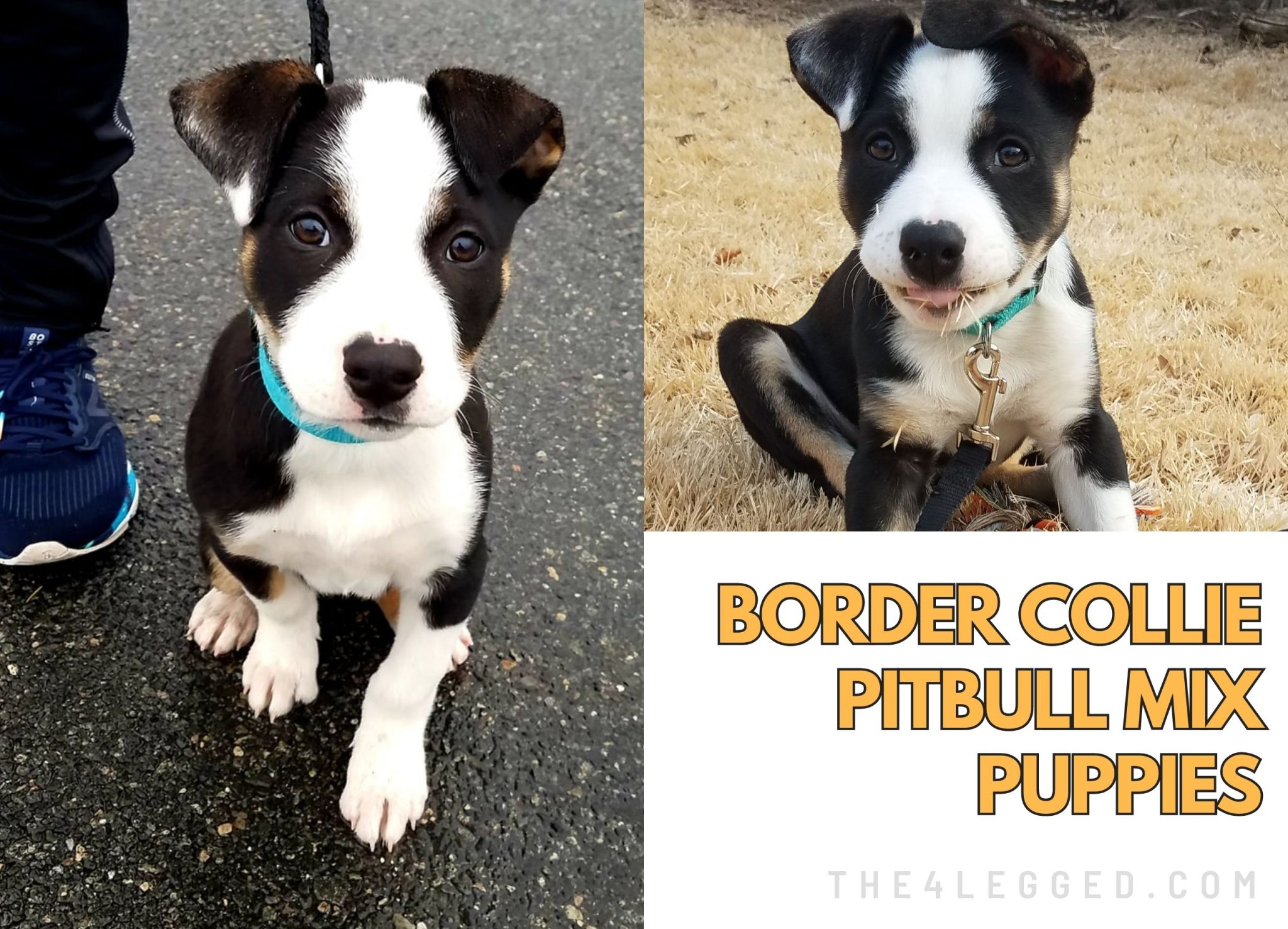 Border Collie Mix With Pitbull: Are They Dangerous Or Misunderstanding?