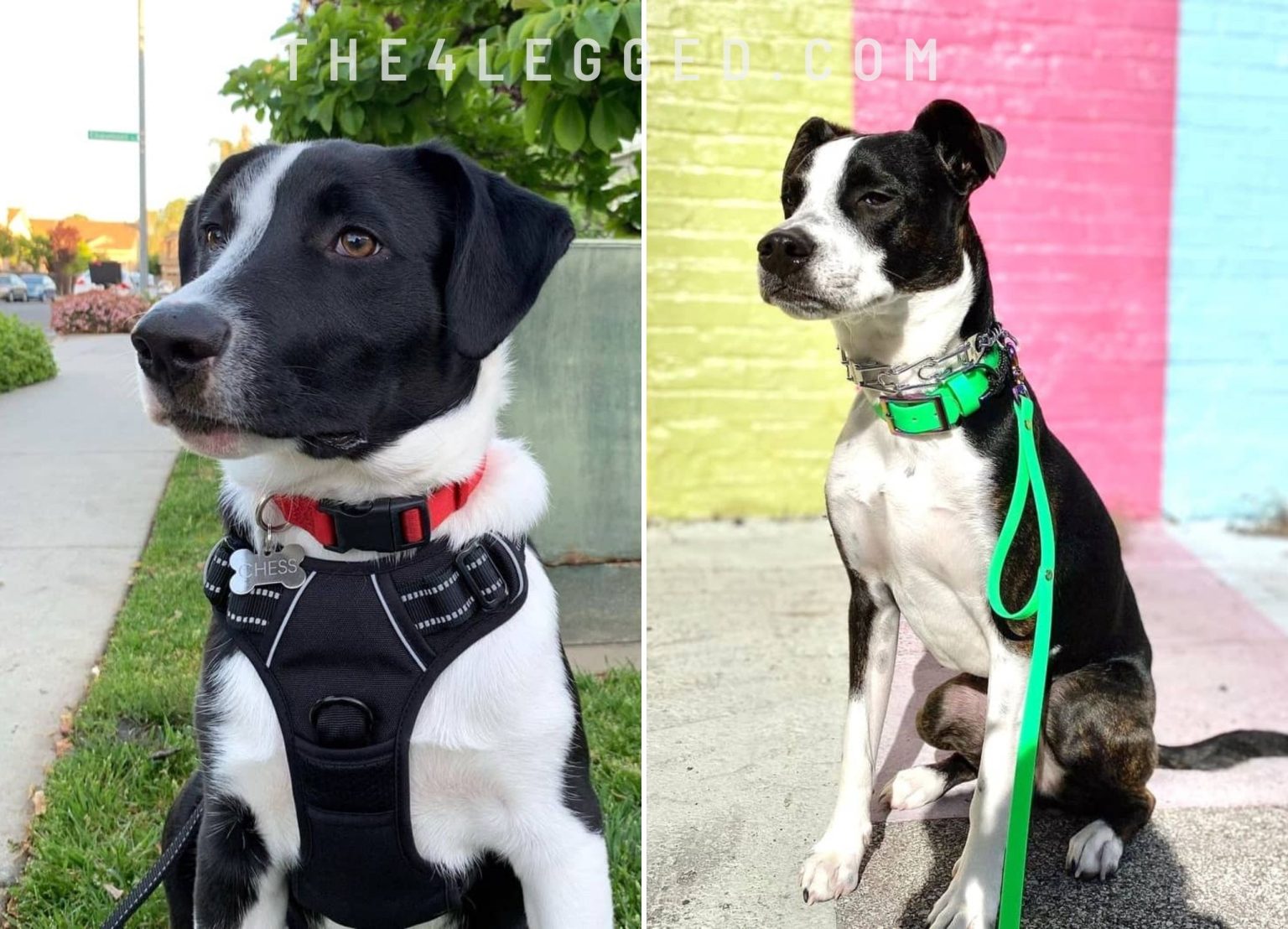 Border Collie Mix With Pitbull: Are They Dangerous Or Misunderstanding?