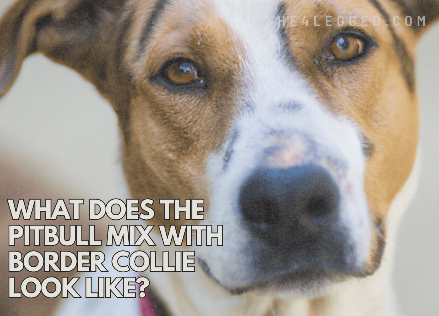 Border Collie Mix With Pitbull: Are They Dangerous Or Misunderstanding?