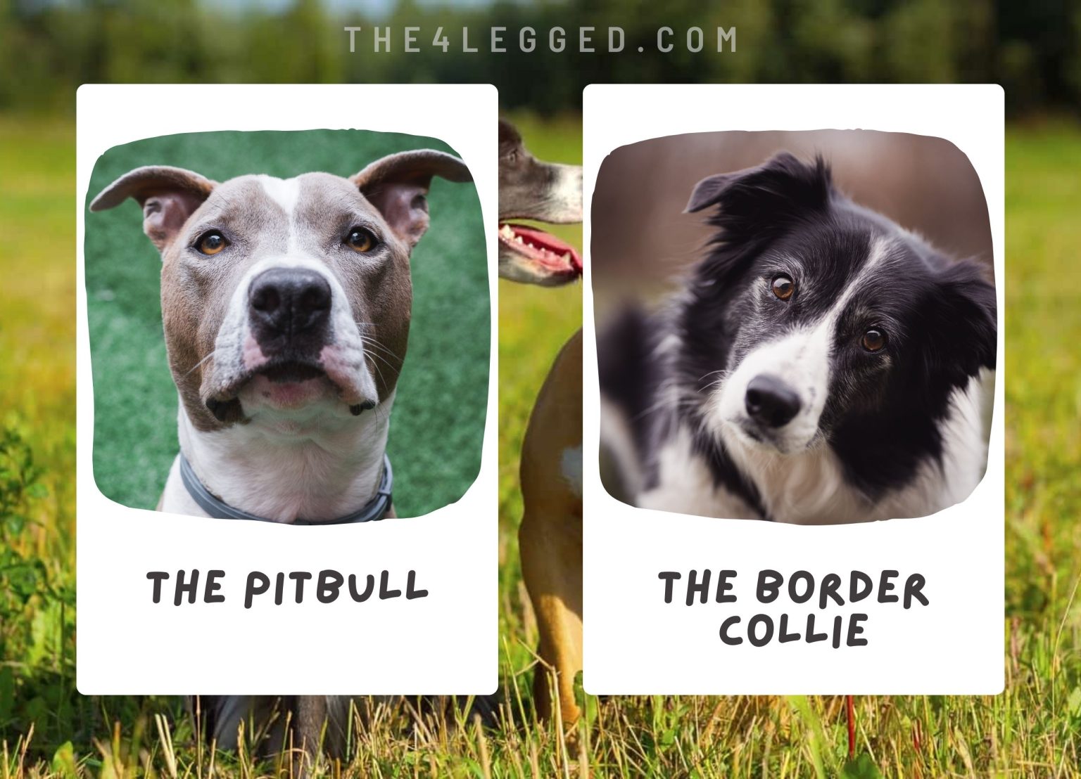 Border Collie Mix With Pitbull: Are They Dangerous Or Misunderstanding?