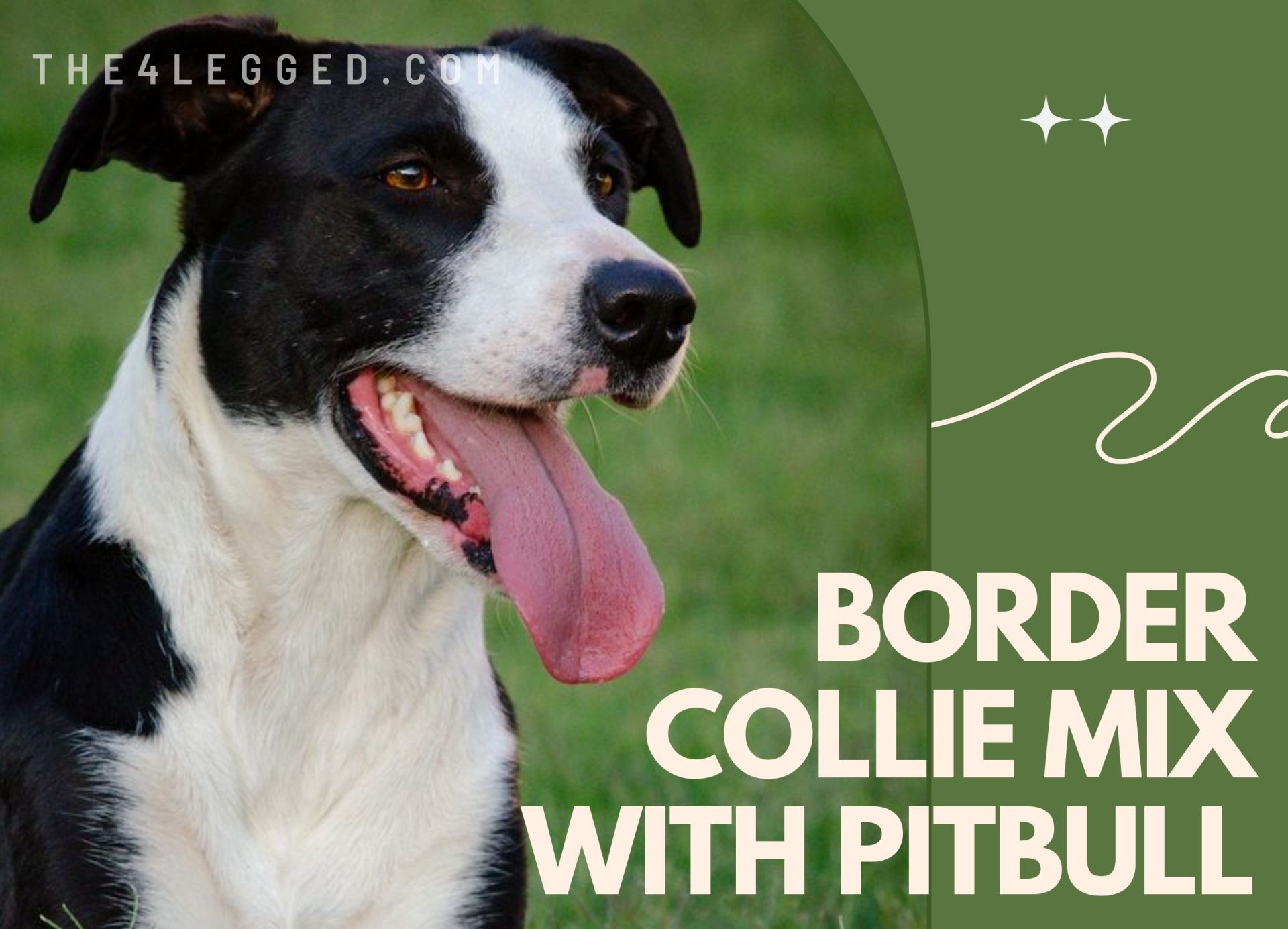 Border Collie Mix With Pitbull: Are They Dangerous Or Misunderstanding?