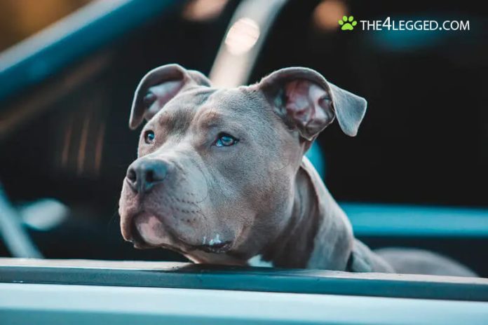 Pitbull Exercise: How Much Exercise Does A Pitbull Need?