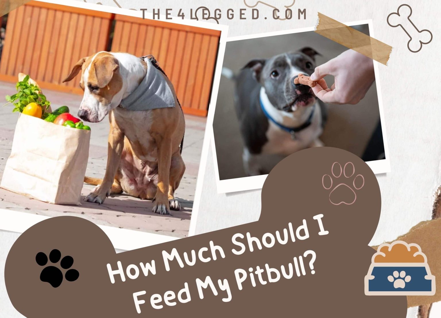 How Much Should I Feed My Pitbull? Feed Your Pit Like A Pro!