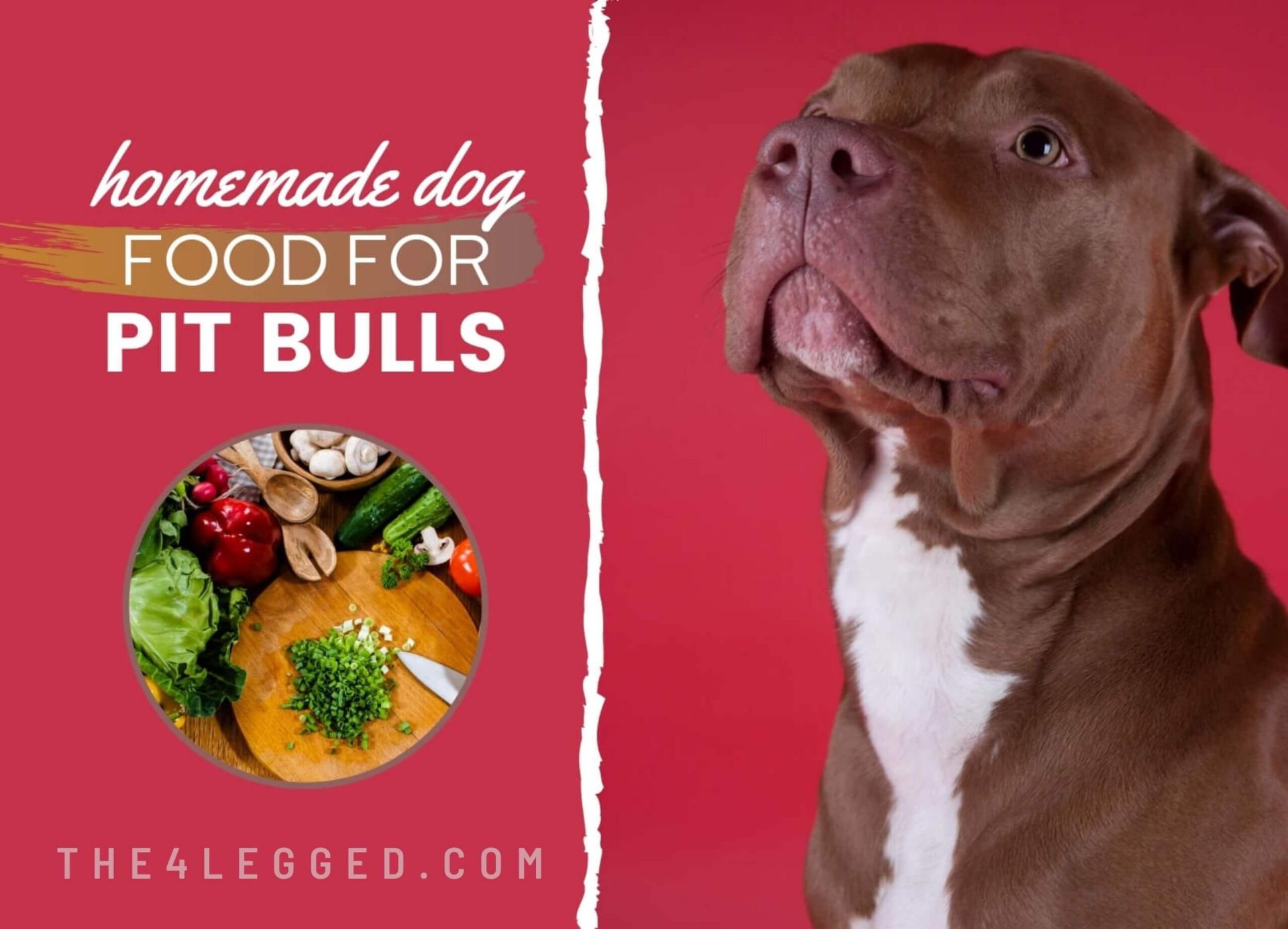 How Much Should I Feed My Pitbull? Feed Your Pit Like A Pro!