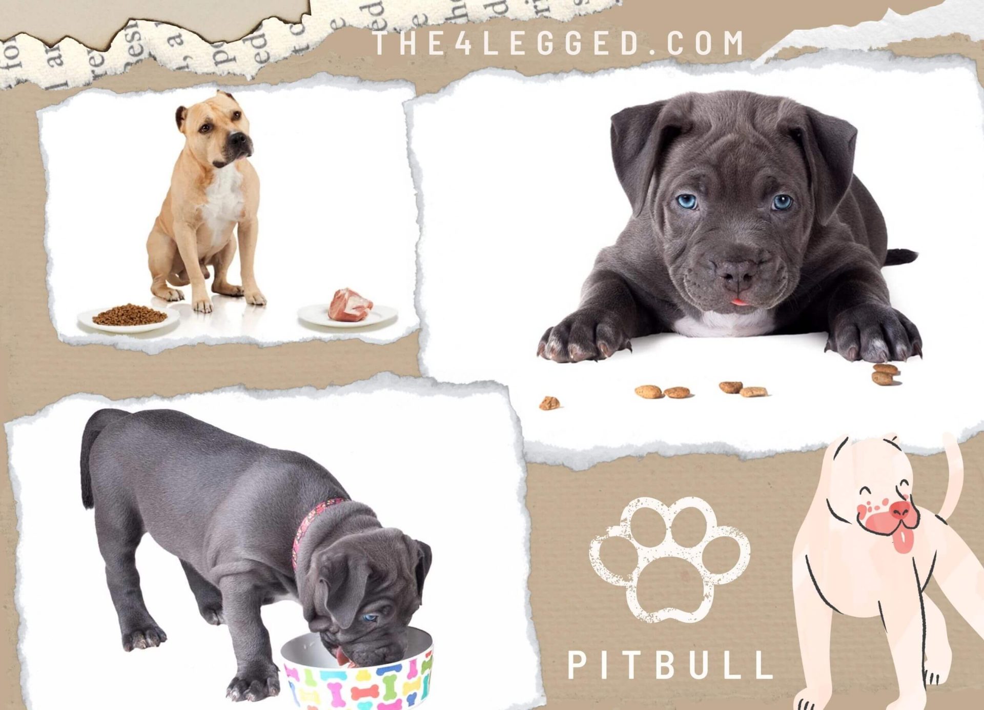 How Much Should I Feed My Pitbull? Feed Your Pit Like A Pro!