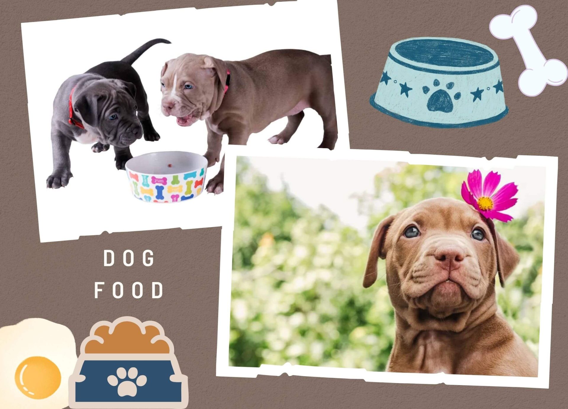 How Much Should I Feed My Pitbull? Feed Your Pit Like A Pro!