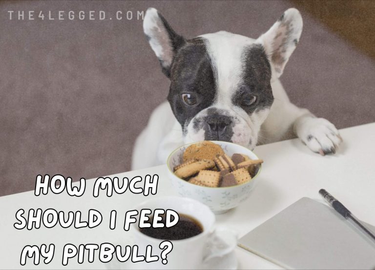 How Much Should I Feed My Pitbull? Feed Your Pit Like A Pro!