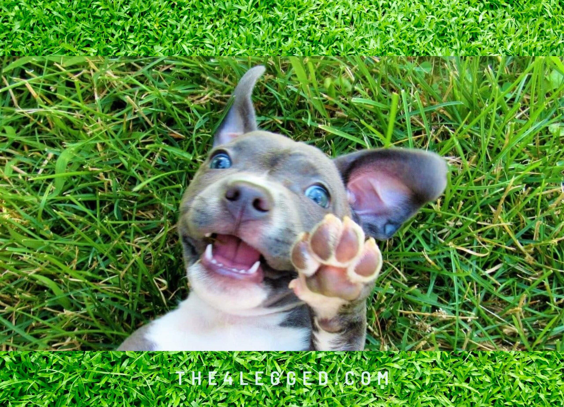 How To Cut Pitbull Nails: Best Tips From A Professional Groomer