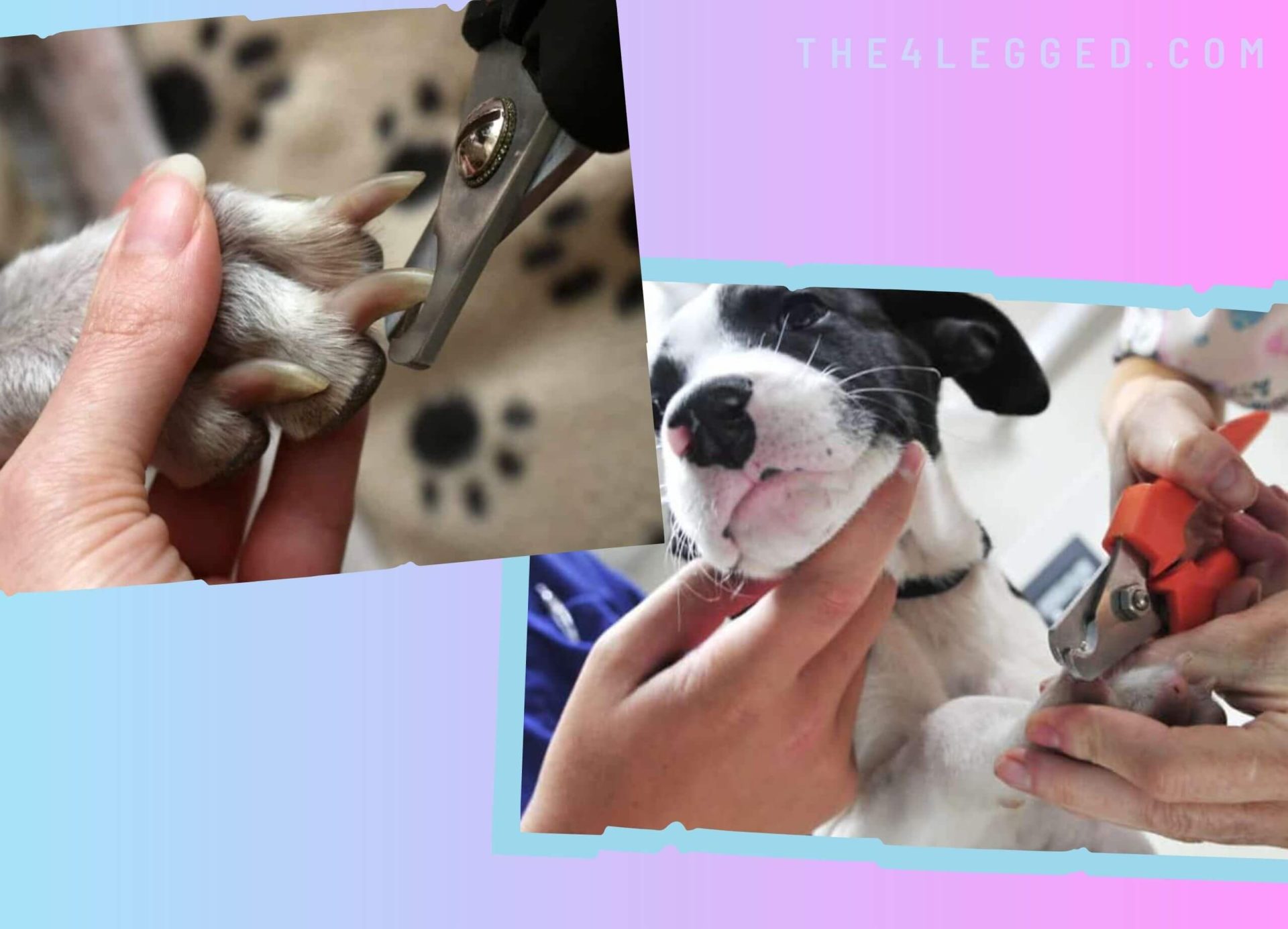 How To Cut Pitbull Nails: Best Tips From A Professional Groomer