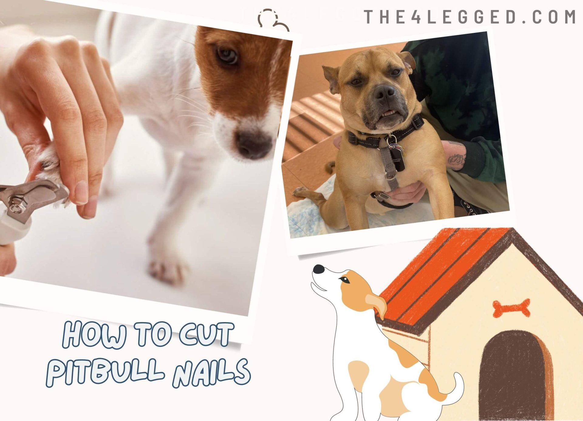 How To Cut Pitbull Nails: Best Tips From A Professional Groomer