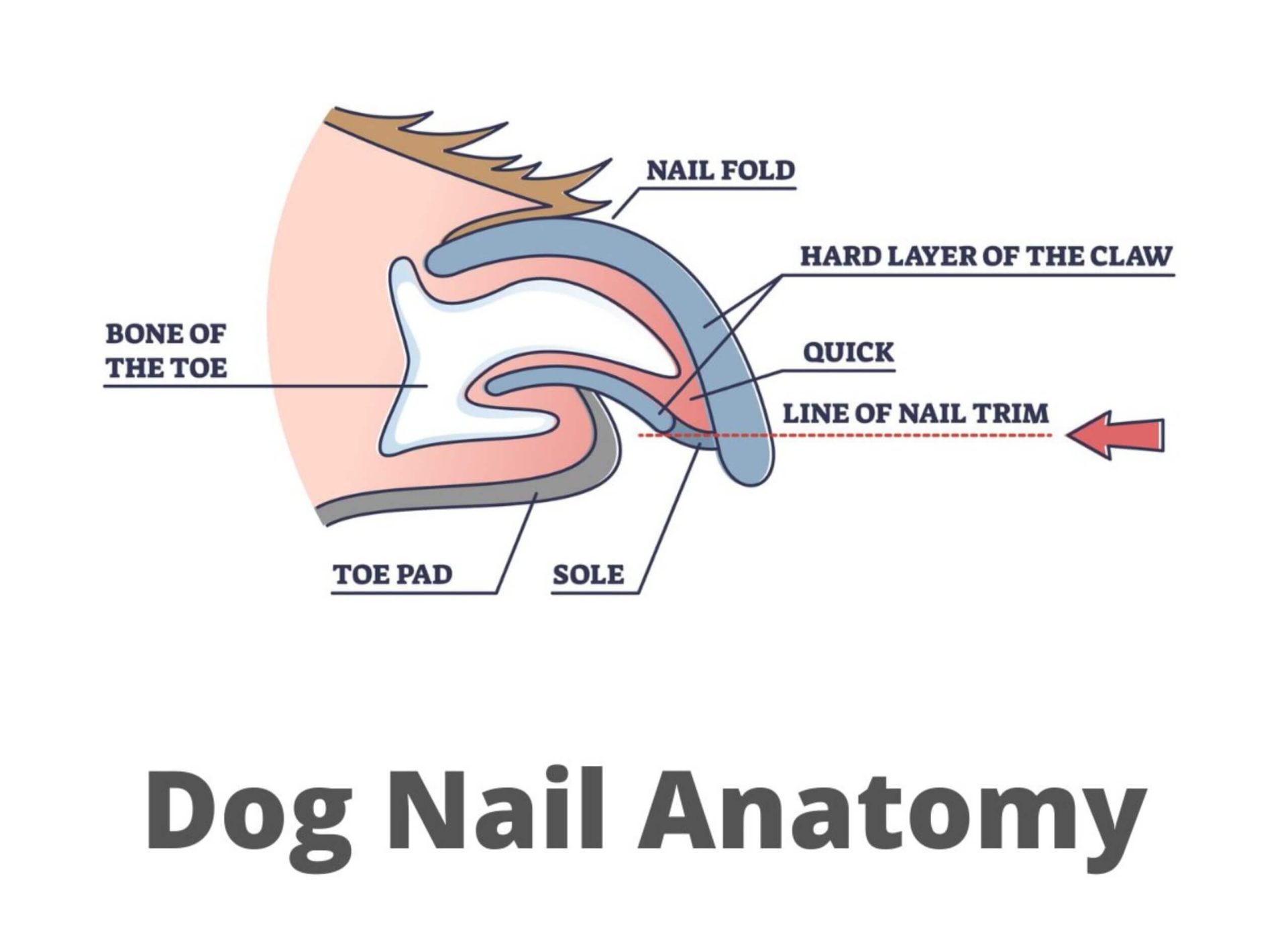 How To Cut Pitbull Nails: Best Tips From A Professional Groomer