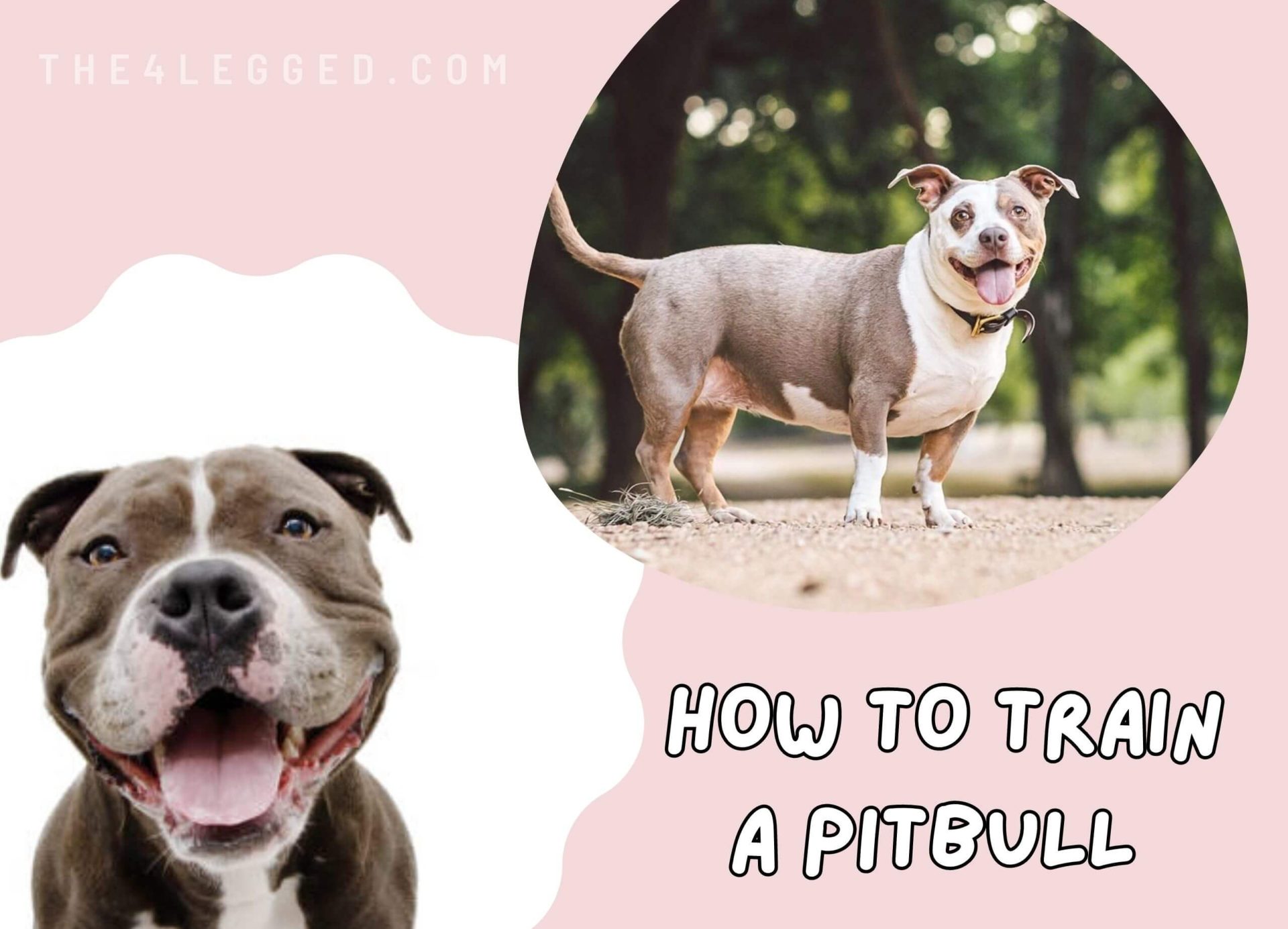 How To Train A Pitbull To Be A Friend - Training Secrets Revealed
