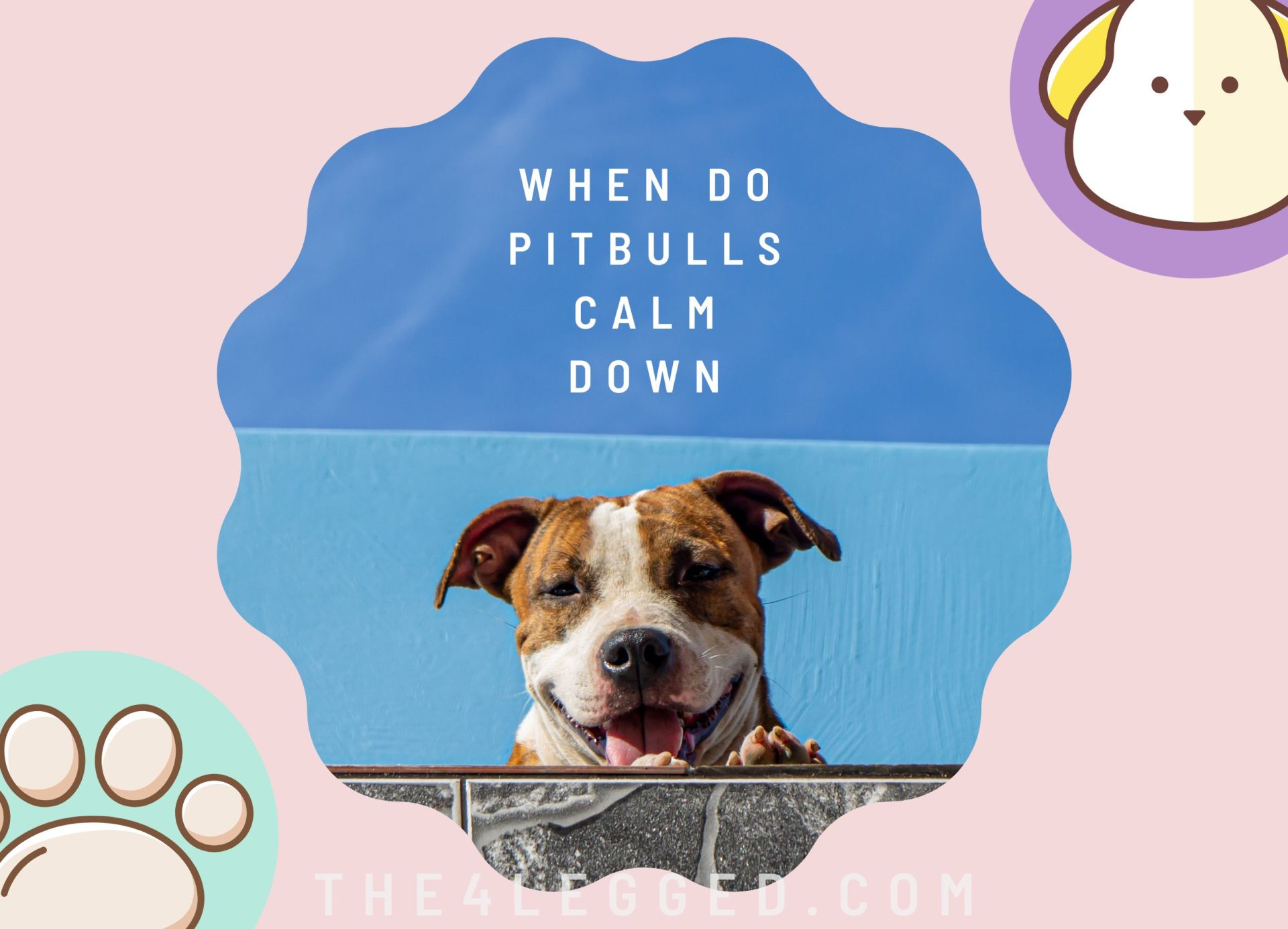 When Do Pitbulls Calm Down? Simple Ways To Chill Out Your Pittie