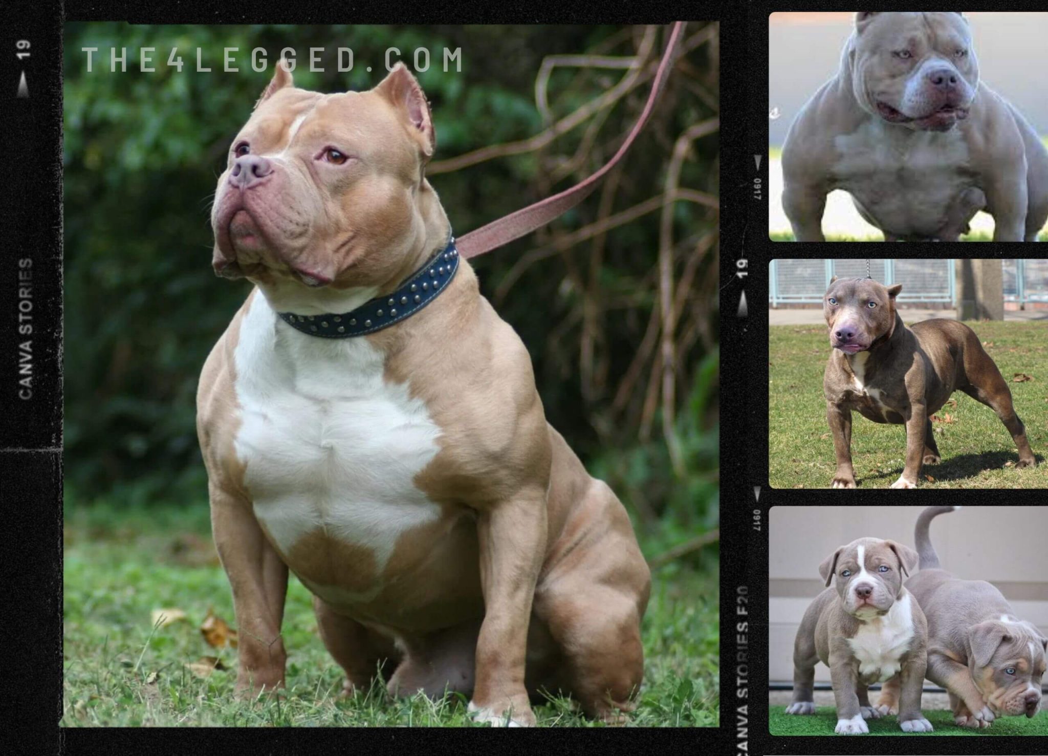 Why Are Pitbulls So Aggressive? The Truth Behind Their Notoriety