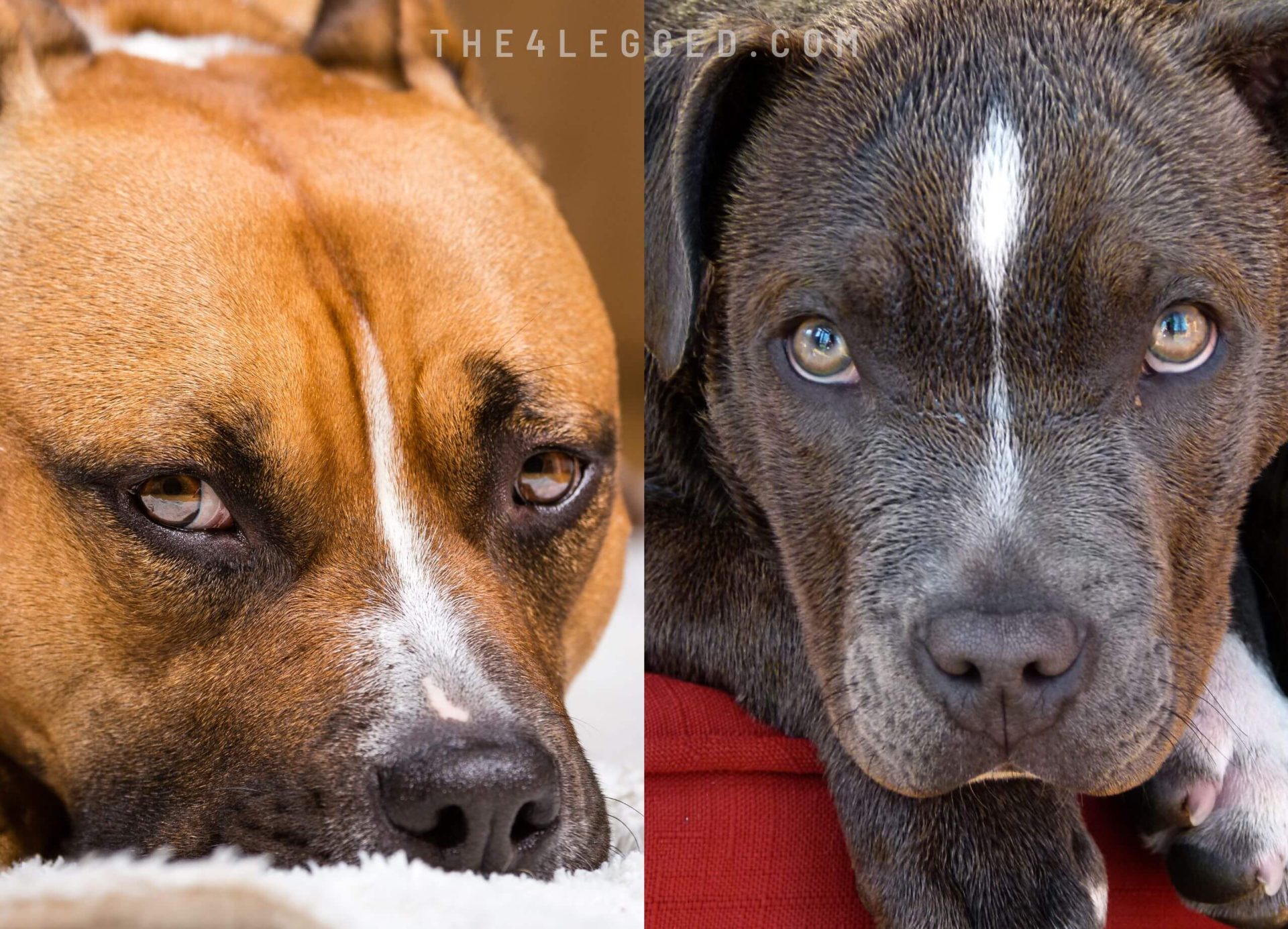 Why Are Pitbulls So Aggressive? The Truth Behind Their Notoriety