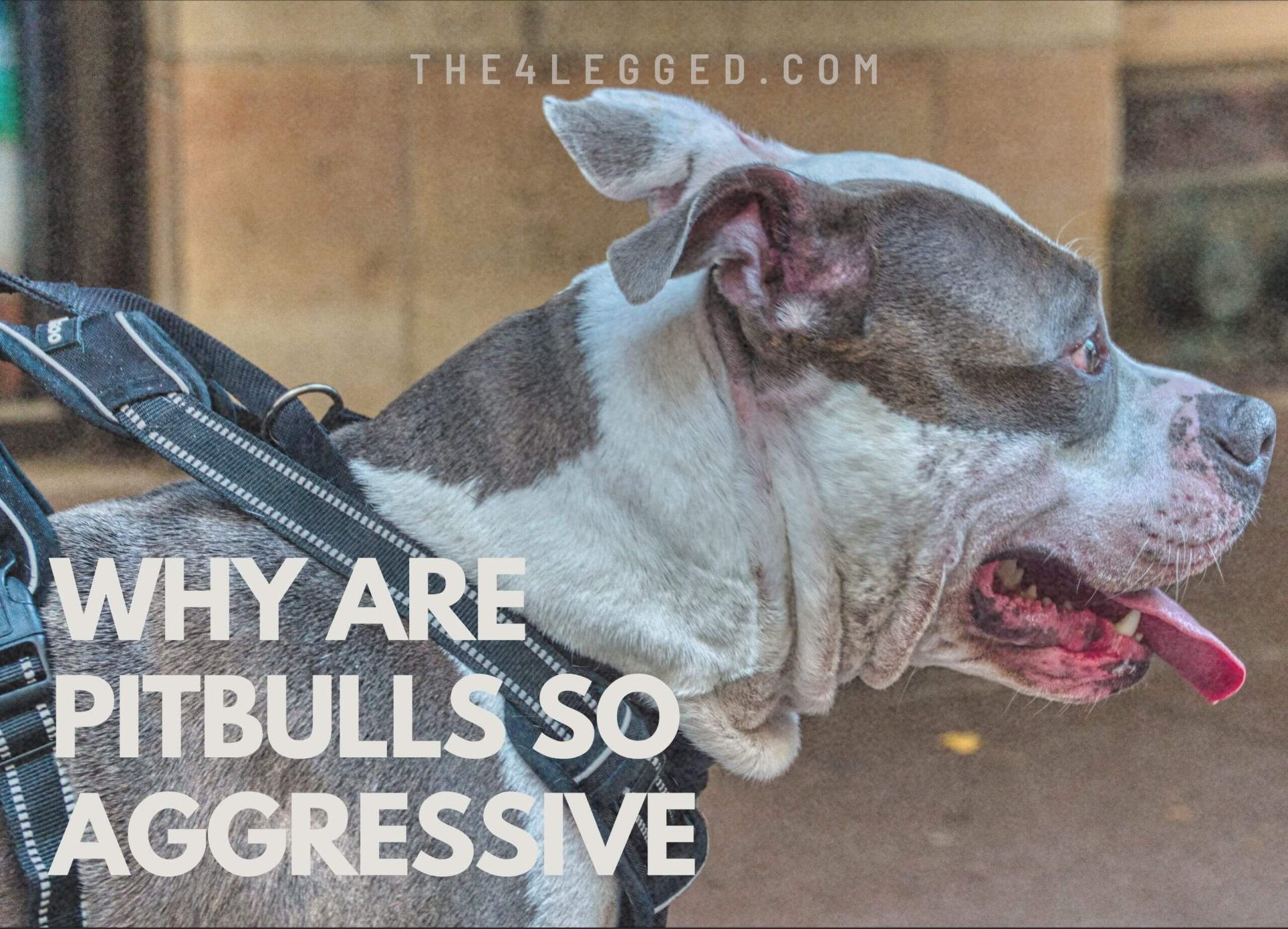 Why Are Pitbulls So Aggressive? The Truth Behind Their Notoriety