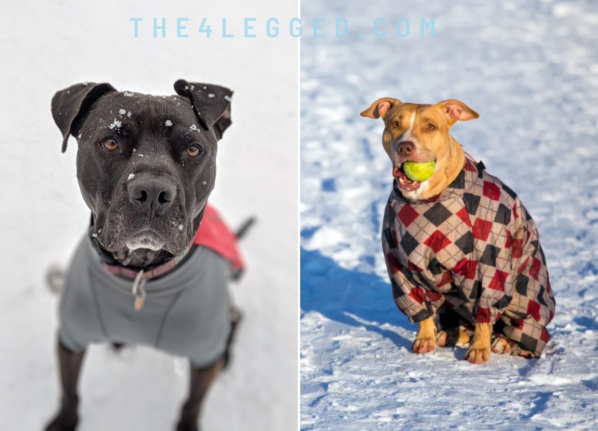 How Cold Is Too Cold For Pitbulls? Find Out to Keep Your Pitbull Safe