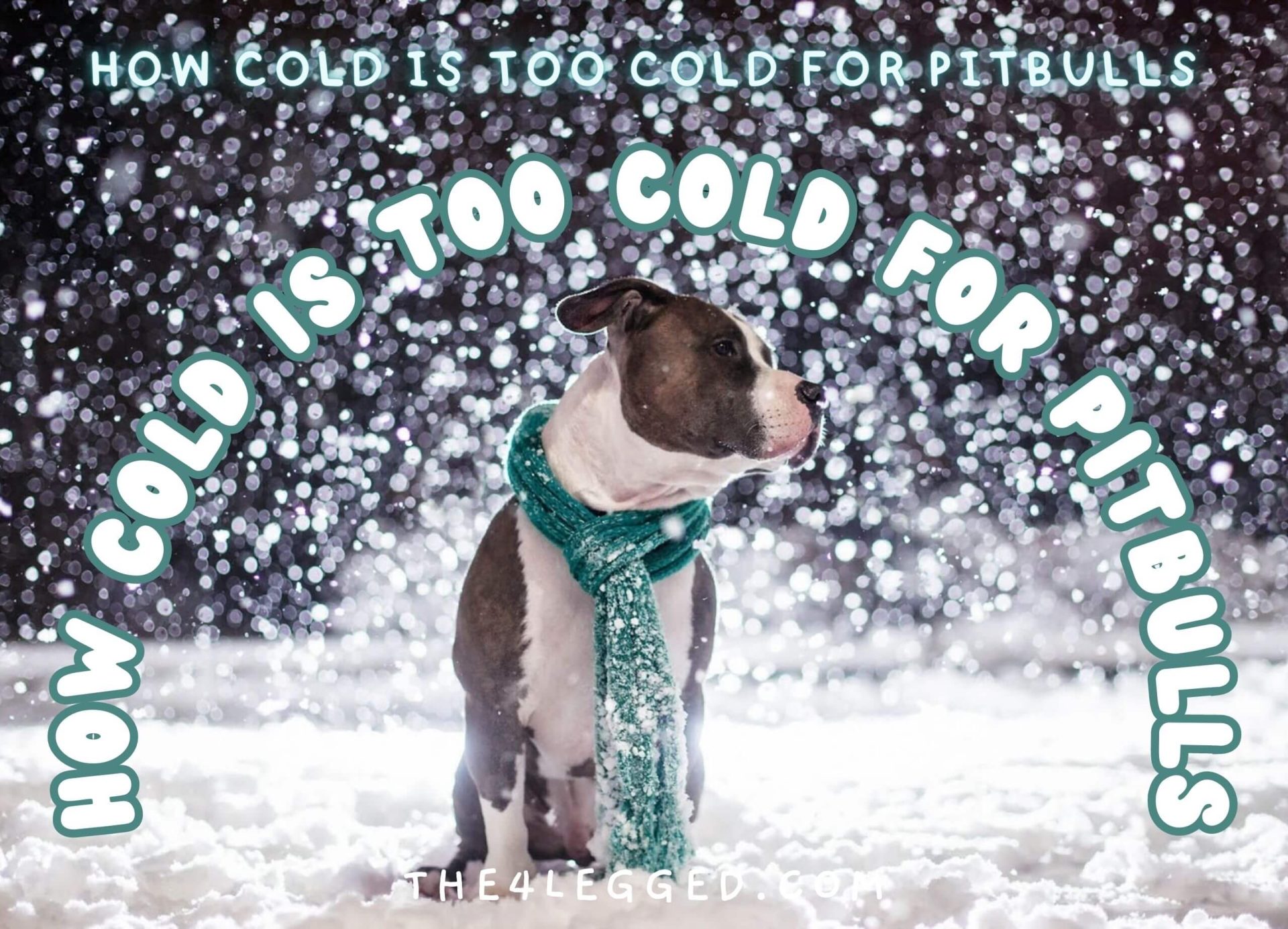How Cold Is Too Cold For Pitbulls? Find Out to Keep Your Pitbull Safe