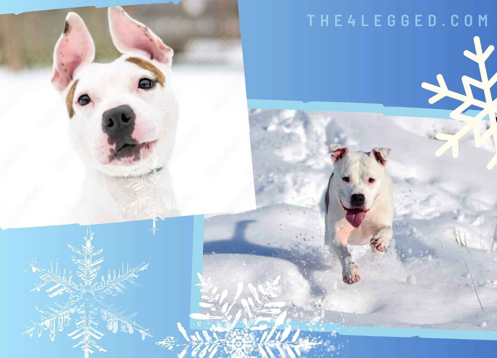 How Cold Is Too Cold For Pitbulls? Find Out to Keep Your Pitbull Safe