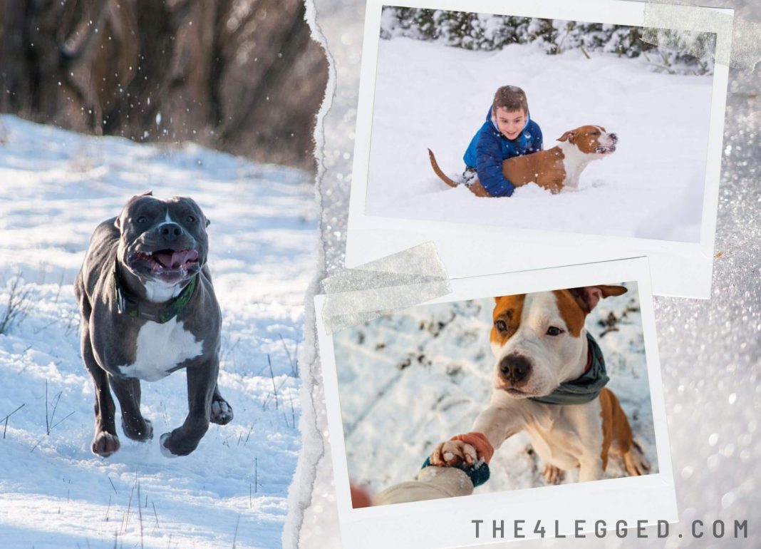How Cold Is Too Cold For Pitbulls? Find Out to Keep Your Pitbull Safe