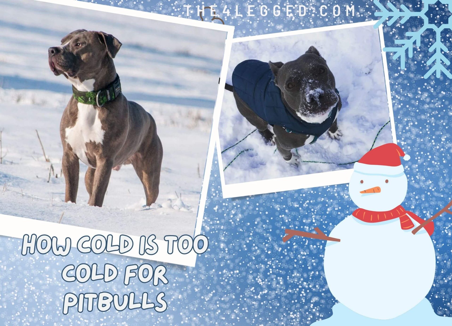 How Cold Is Too Cold For Pitbulls? Find Out to Keep Your Pitbull Safe