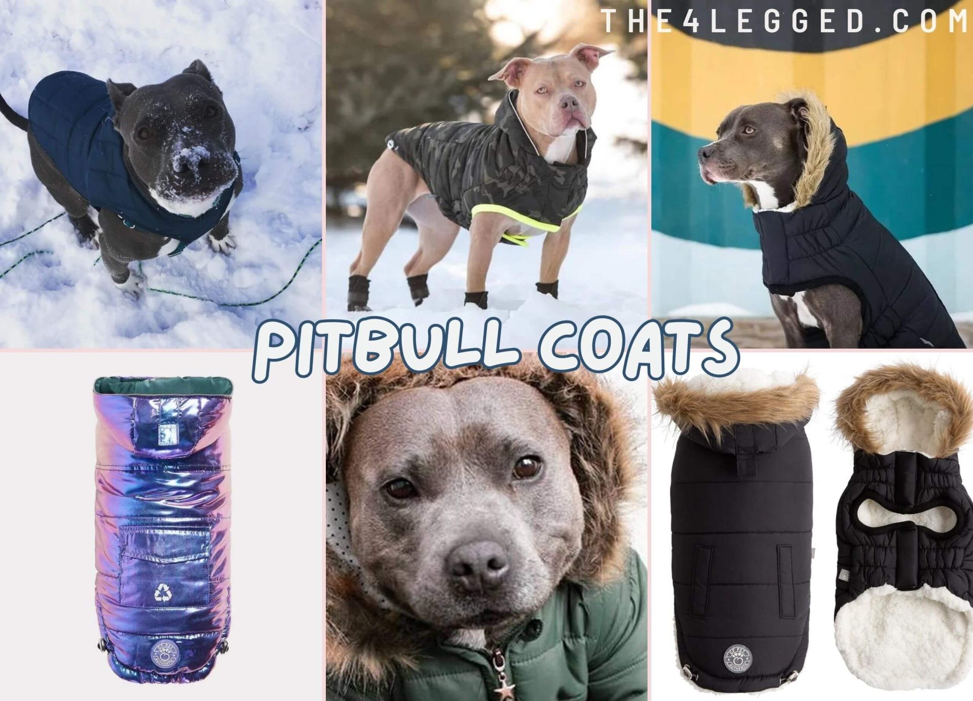 How Cold Is Too Cold For Pitbulls? Find Out to Keep Your Pitbull Safe
