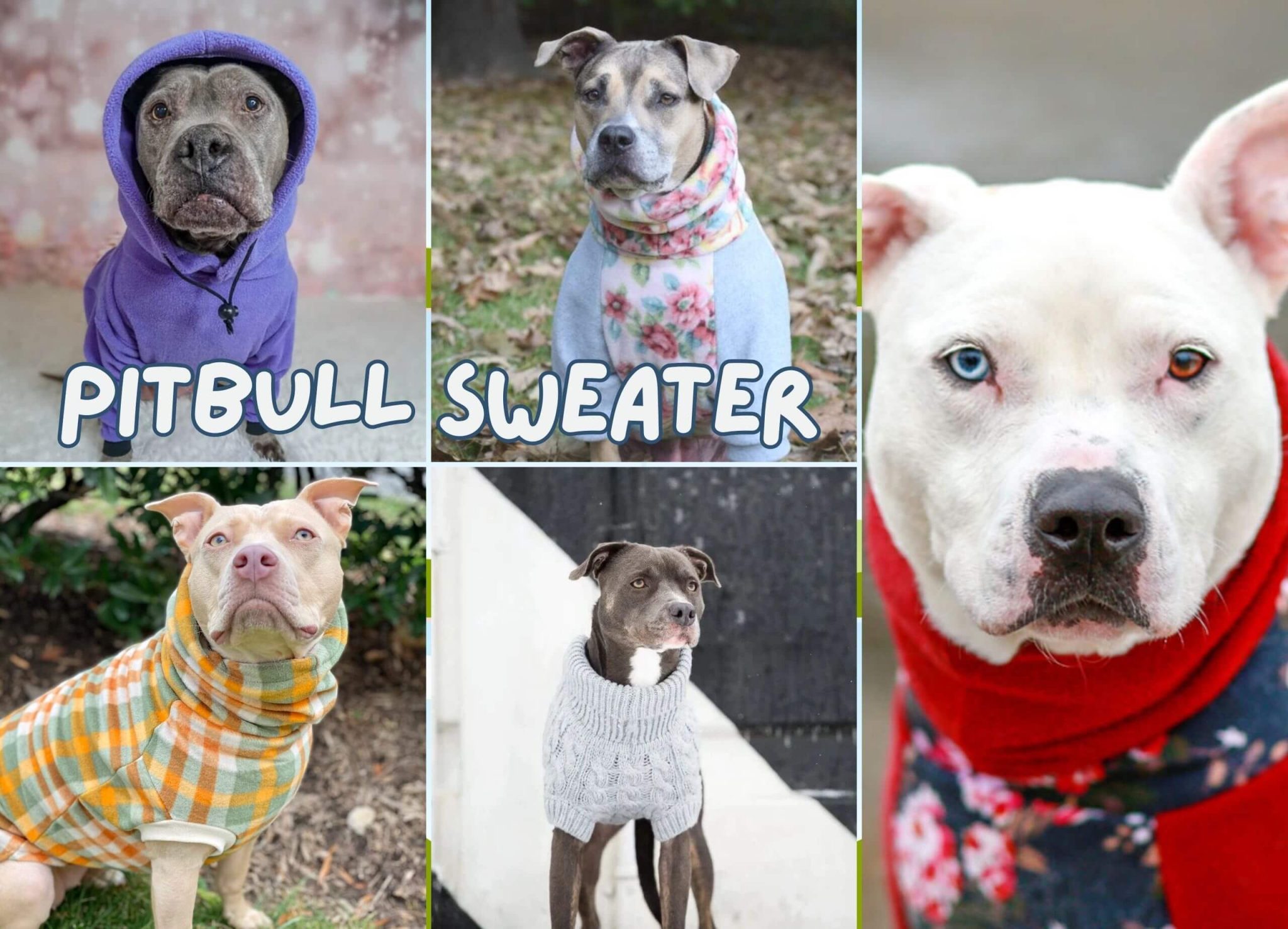 How Cold Is Too Cold For Pitbulls? Find Out to Keep Your Pitbull Safe