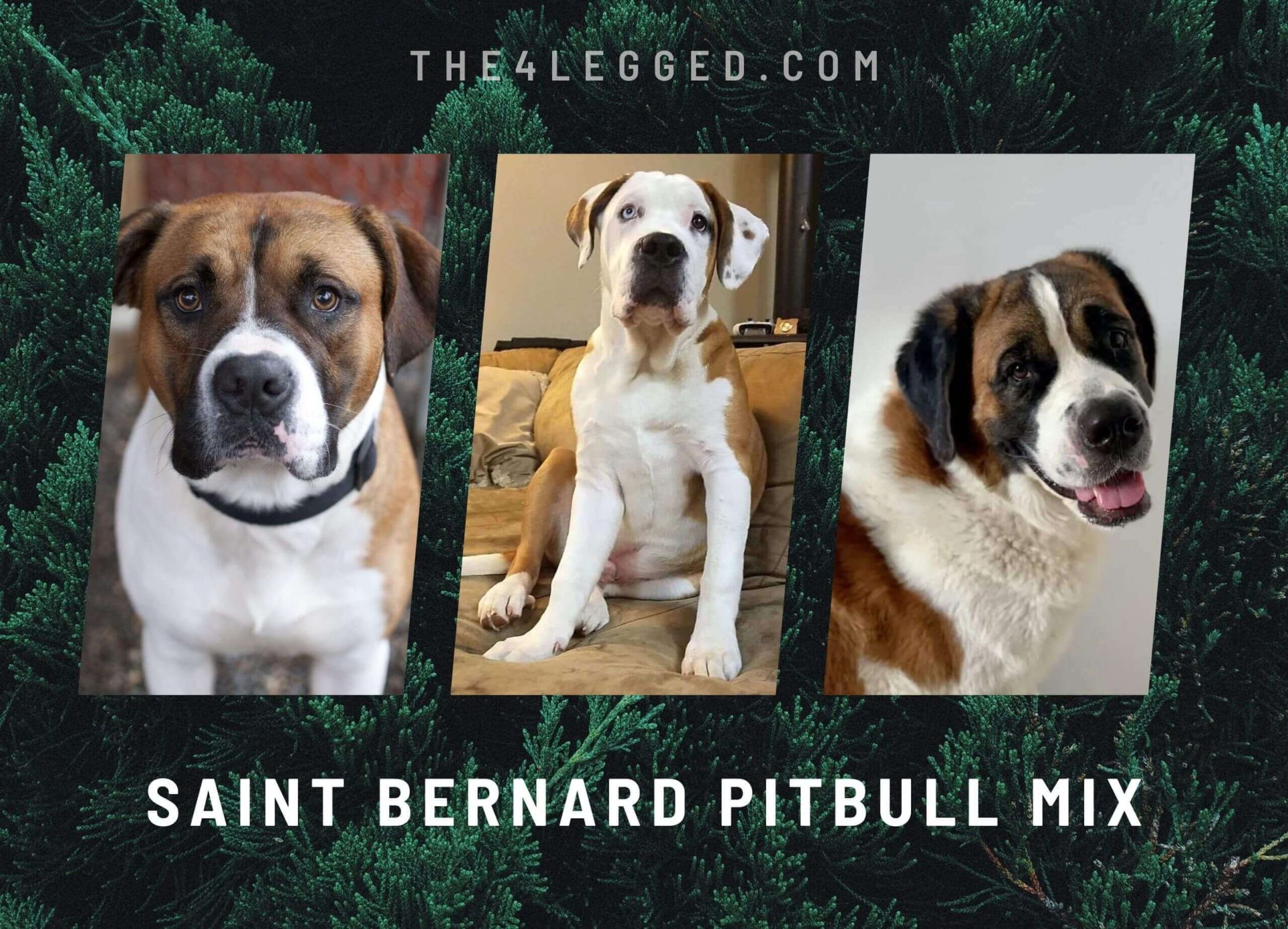 Saint Bernard Pitbull Mix: A Gentle Giant With A Heart Of Gold