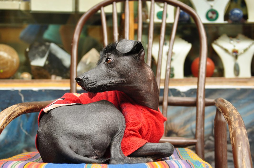 The 25 Rarest Dog Breeds in the World (A Complete Guide)