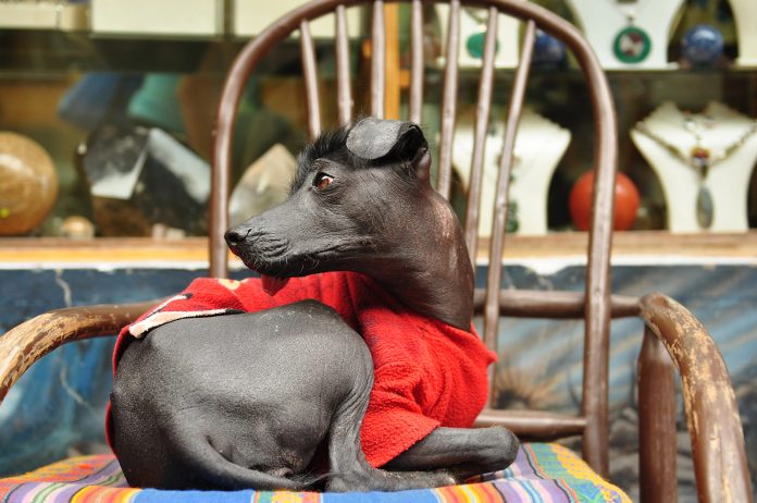 The 25 Rarest Dog Breeds in the World (A Complete Guide)