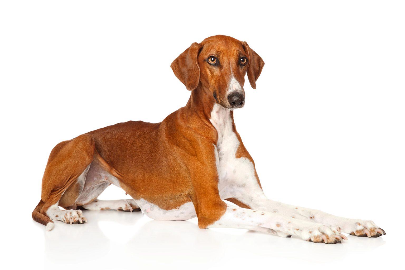 The 25 Rarest Dog Breeds in the World (A Complete Guide)