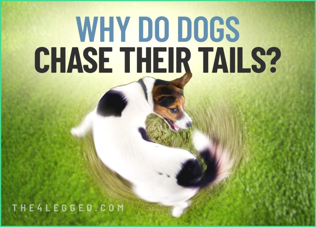 Why Do Dogs Chase Their Tails?