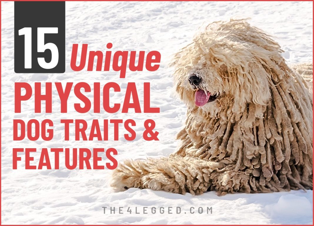 15 Unique Dog Breed Traits & Features That Stand Out