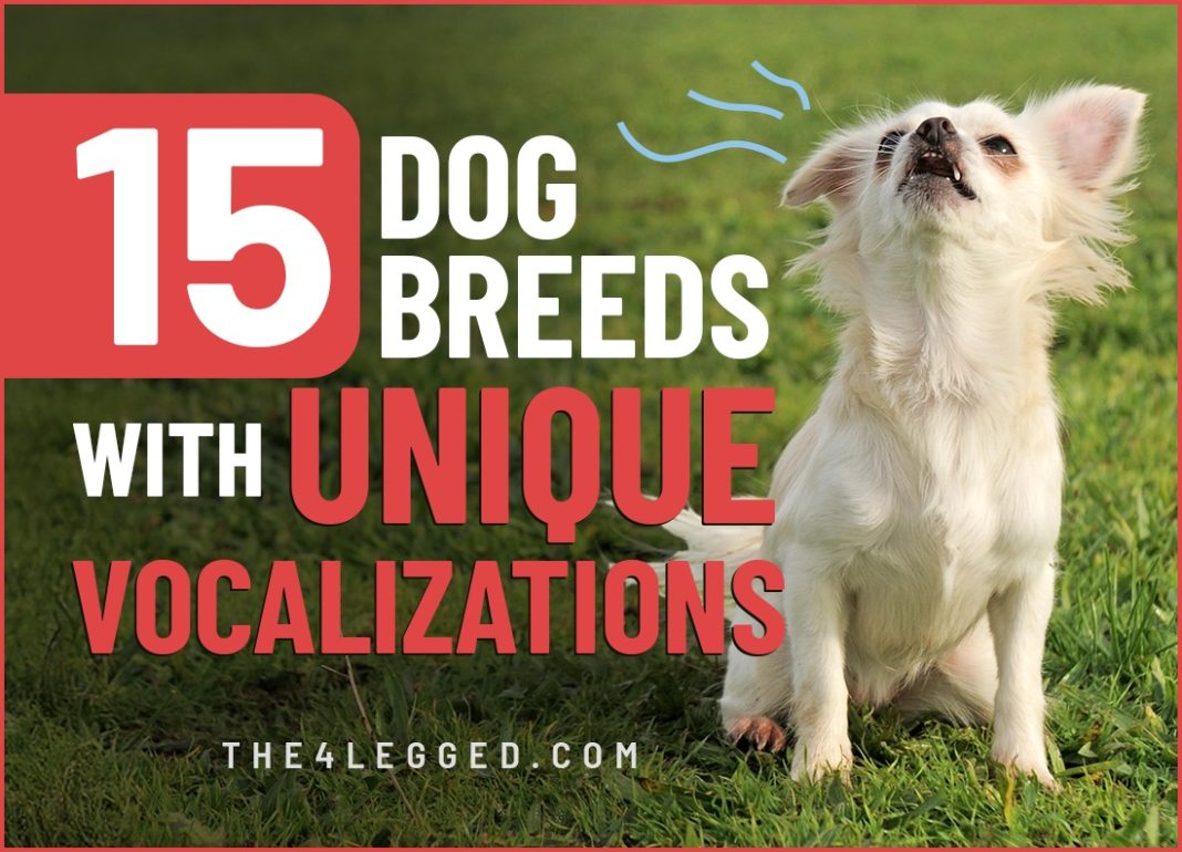 15 Dog Breeds with Unique Vocalizations