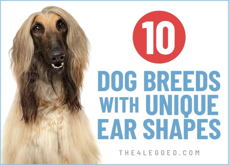 10 Dog Breeds with Unique Ear Shapes Explained