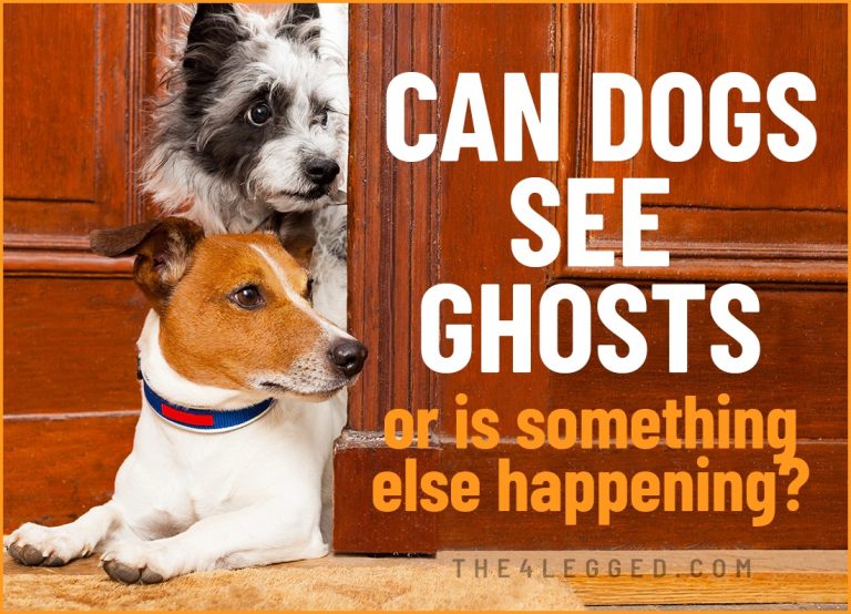 How Do Dogs Sweat? Understanding Your Dog’s Cooling System