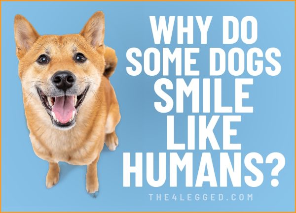 How Do Dogs Use Their Sense of Smell Differently Than Humans?