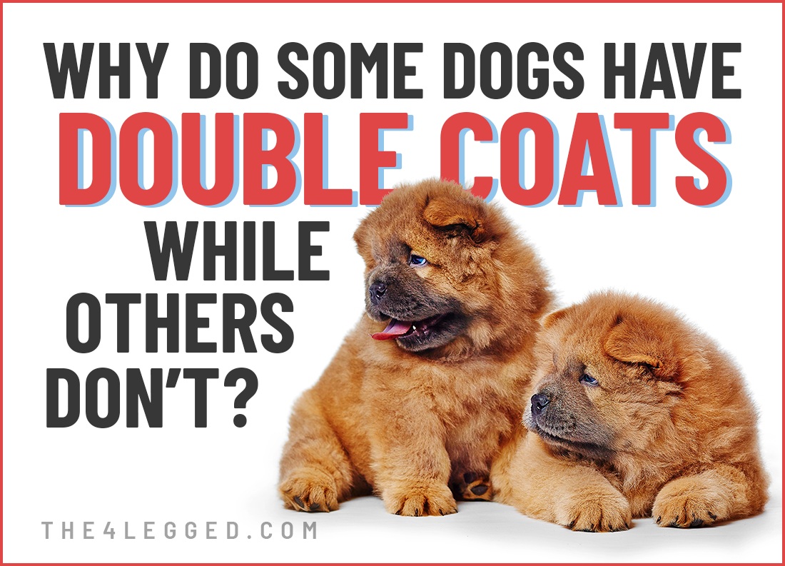 Why Do Some Dogs Have Double Coats While Others Don’t?