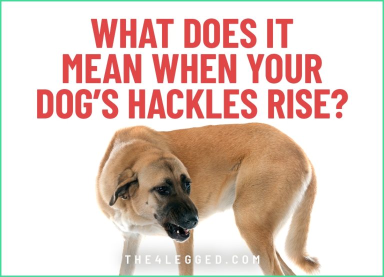What Does It Mean When Your Dog’s Hackles Rise? Explained